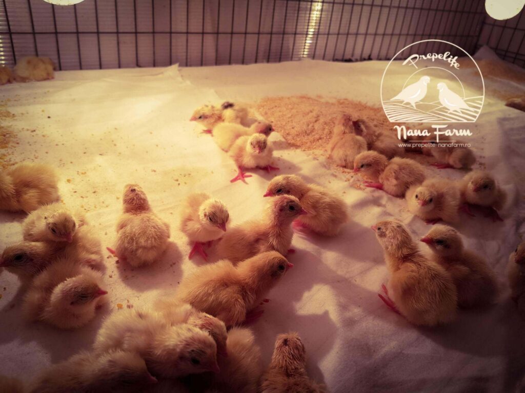 Prepelite de carne , prepelite polare de carne, prepelite polare rasa grea