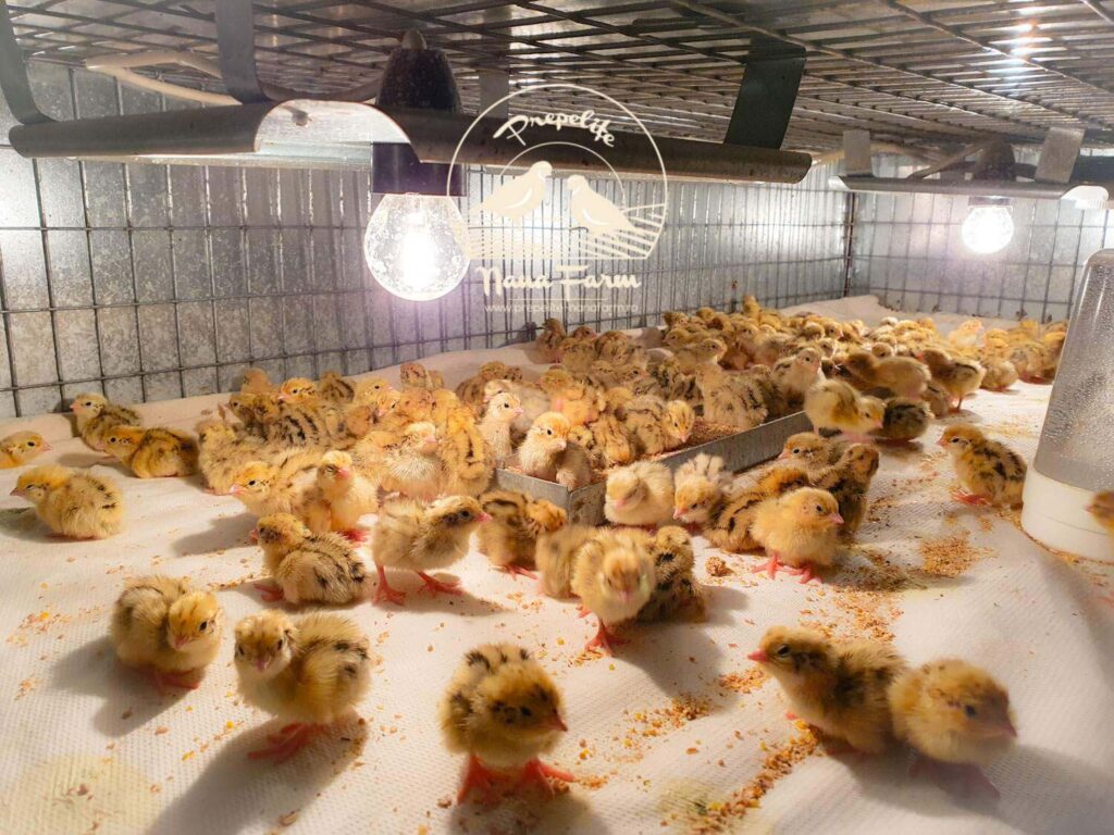 pui de prepelita, pui jumbo gold, pui auriu de manciuria, pui de ...