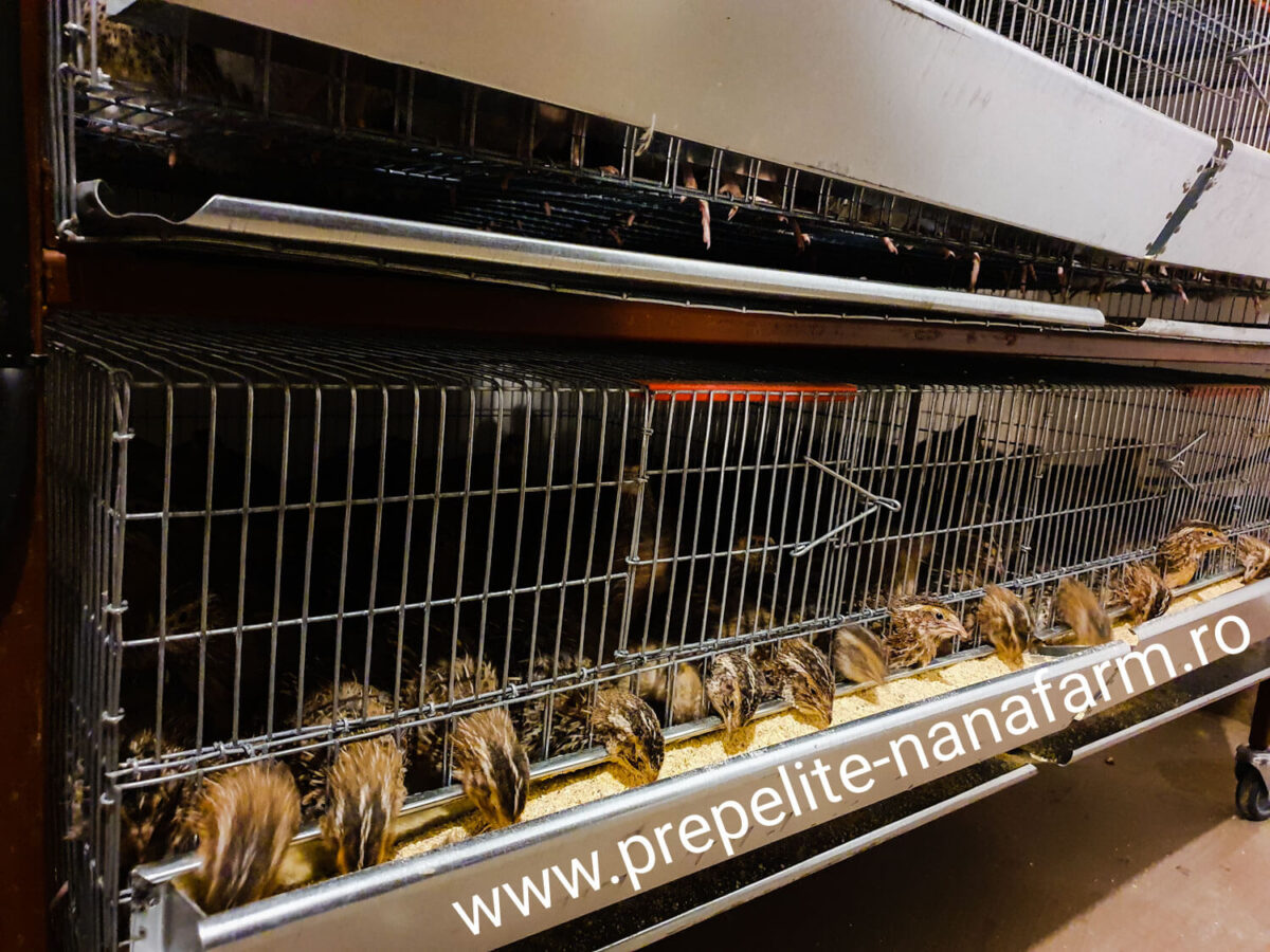 Cusca pentru pui de prepelita L120