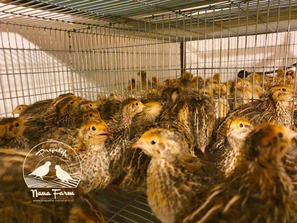 pui de prepelite, pui prepelite, pui de prepelite ouatoare, pui ...