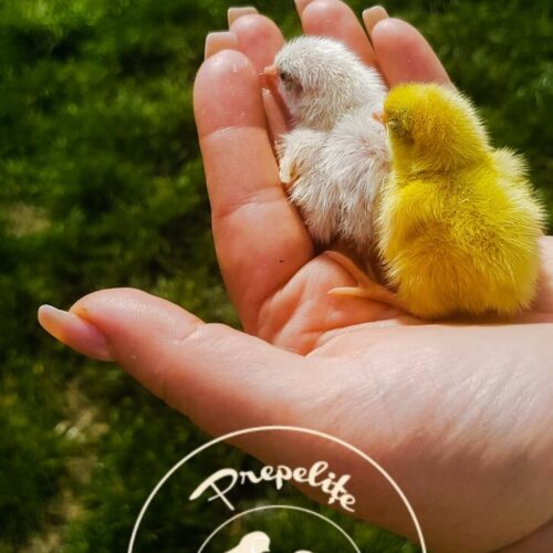 Pui De Prepelita Arhive - Prepelite NanaFarm