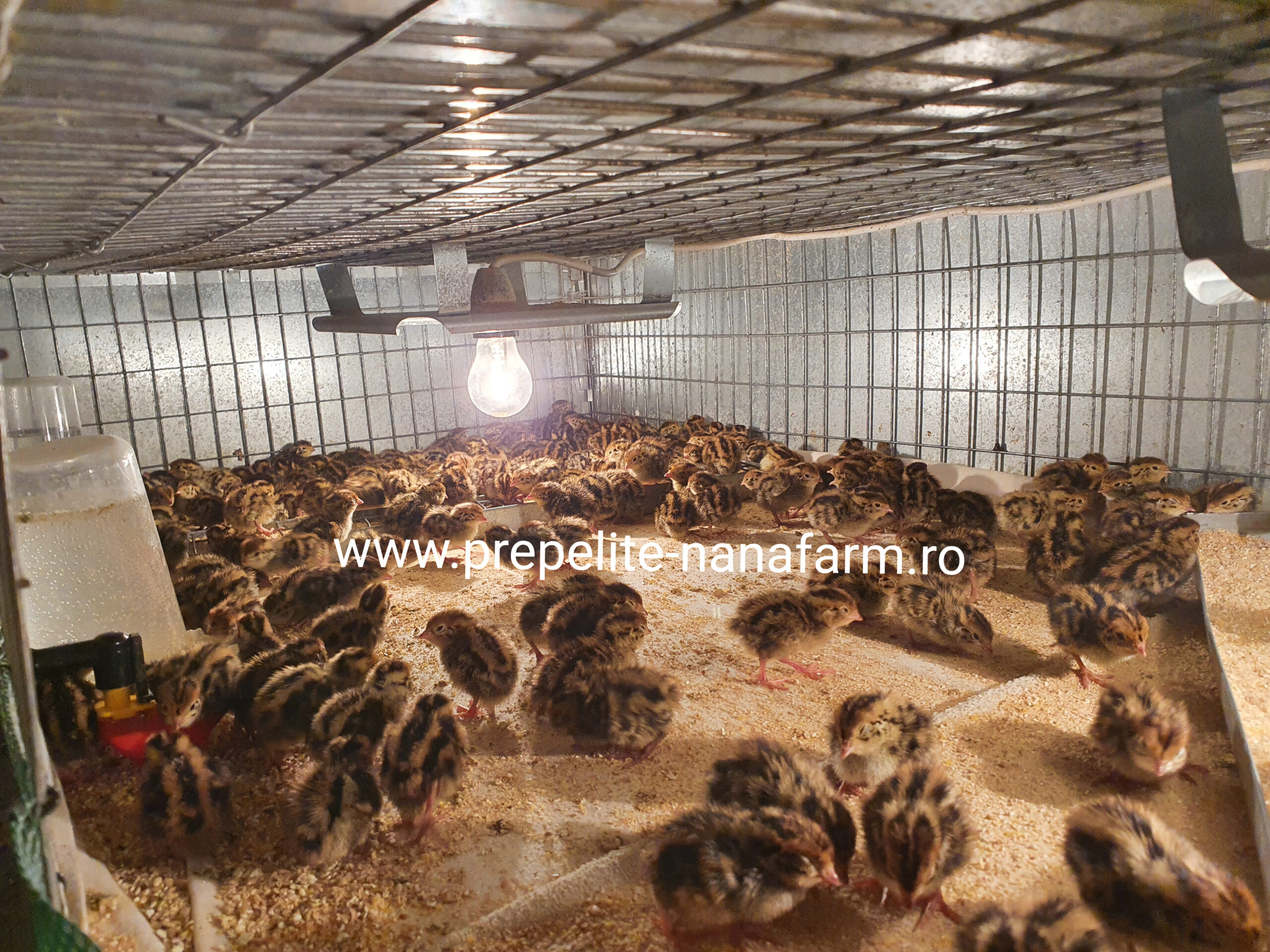 Cum selectam, pastram si incubam ouale de prepelita ?? – Prepelite NanaFarm