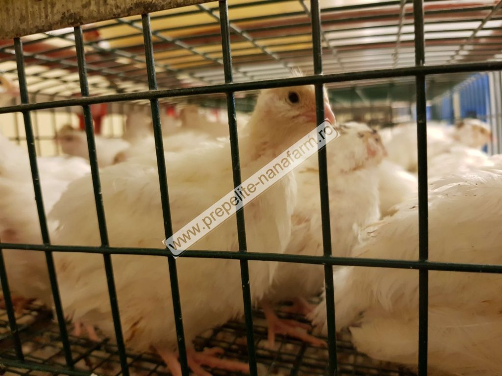 Prepelite de carne , prepelite polare de carne, prepelite polare rasa grea