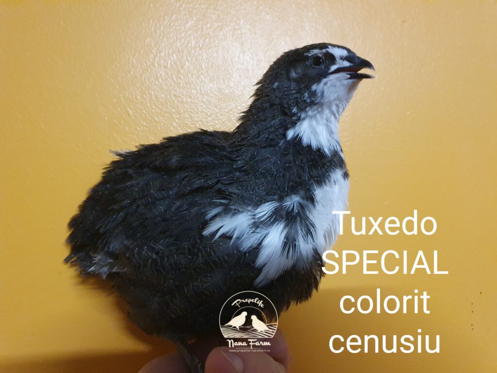 Oua de prepelita pentru incubat Tuxedo+ Tibetana - Prepelite NanaFarm