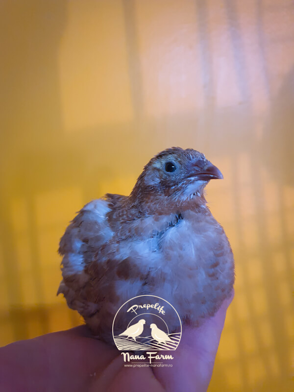 Oua de prepelita pentru incubat Tupfer – Prepelite NanaFarm