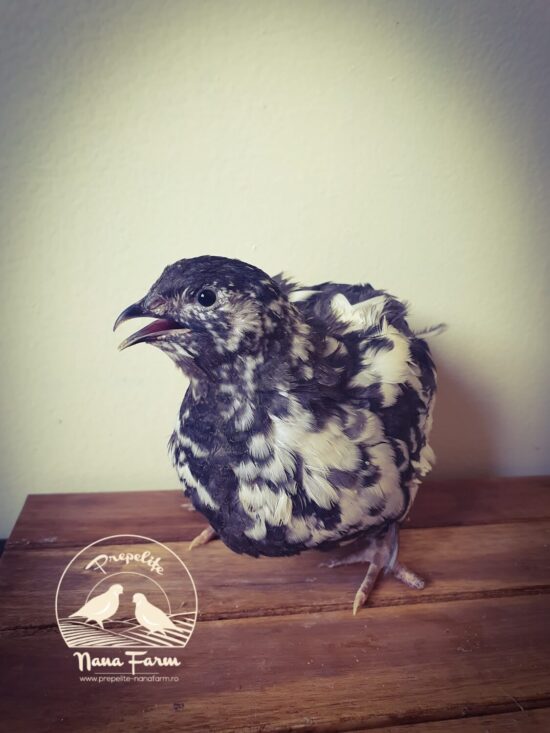 Prepelite, oua si carne prepelita, pui si tineret prepelite, custi si ...